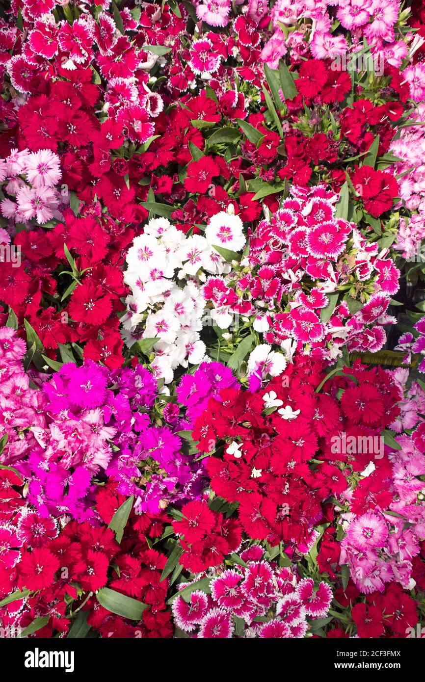 Carnations of different colors in a garden Stock Photo - Alamy