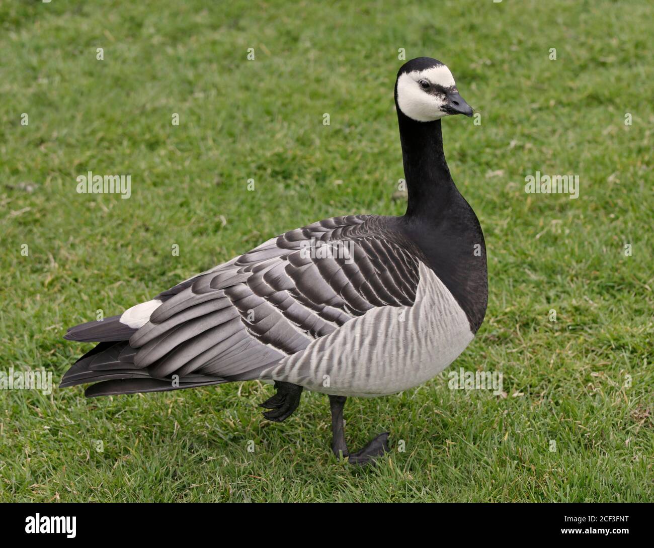 Barnacle Goose (branta leucopsis Stock Photo - Alamy