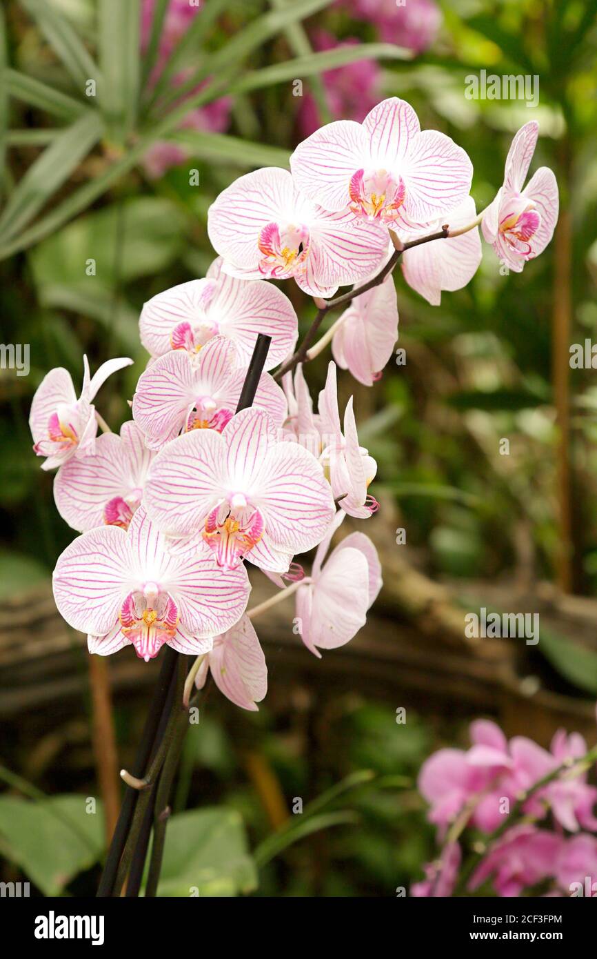 Striped orchids hi-res stock photography and images - Alamy