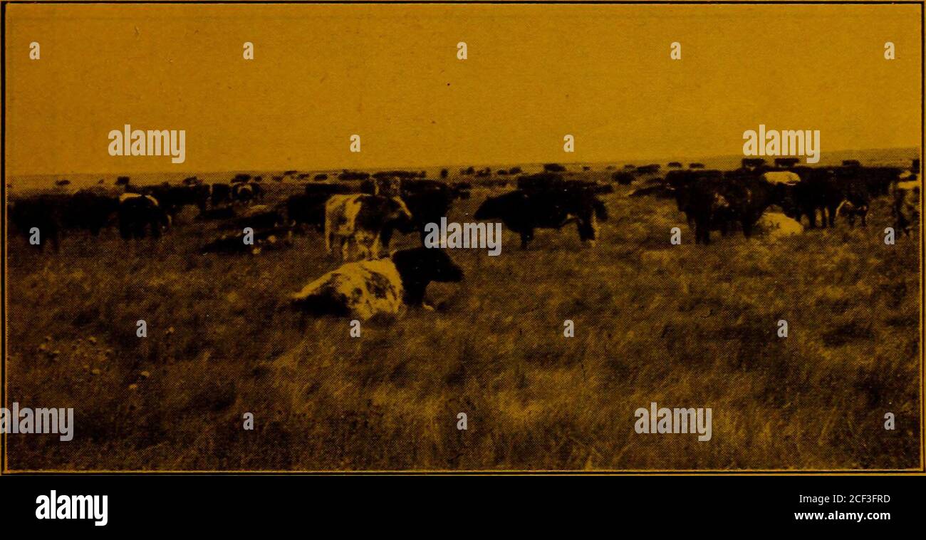 Quarter acre section hi-res stock photography and images - Alamy