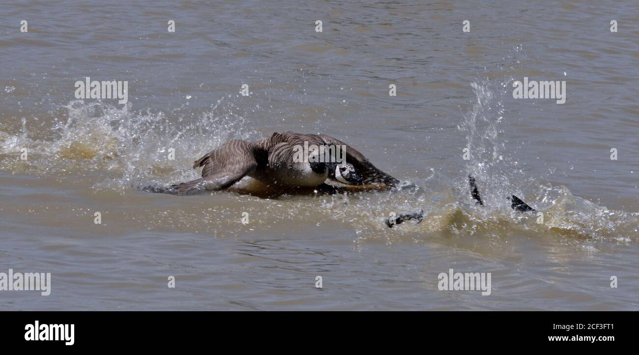 Canada Goose (branta canadensis) attacking another Goose Stock Photo ...
