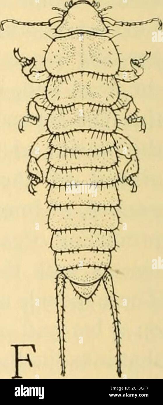 Images Of Biting And Chewing Insects Chapter 3: Entomology