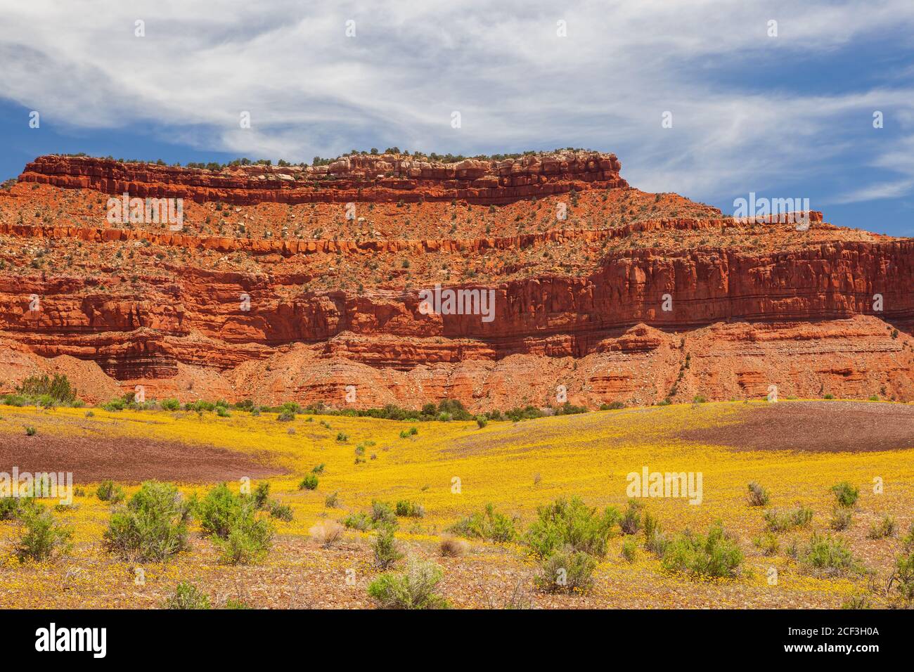 Carpet of yellow wildflowers hi-res stock photography and images - Alamy