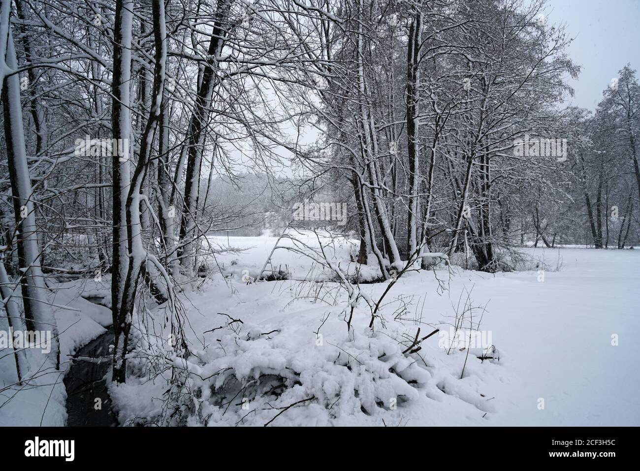 Beautiful shot trees partially hi-res stock photography and images - Alamy