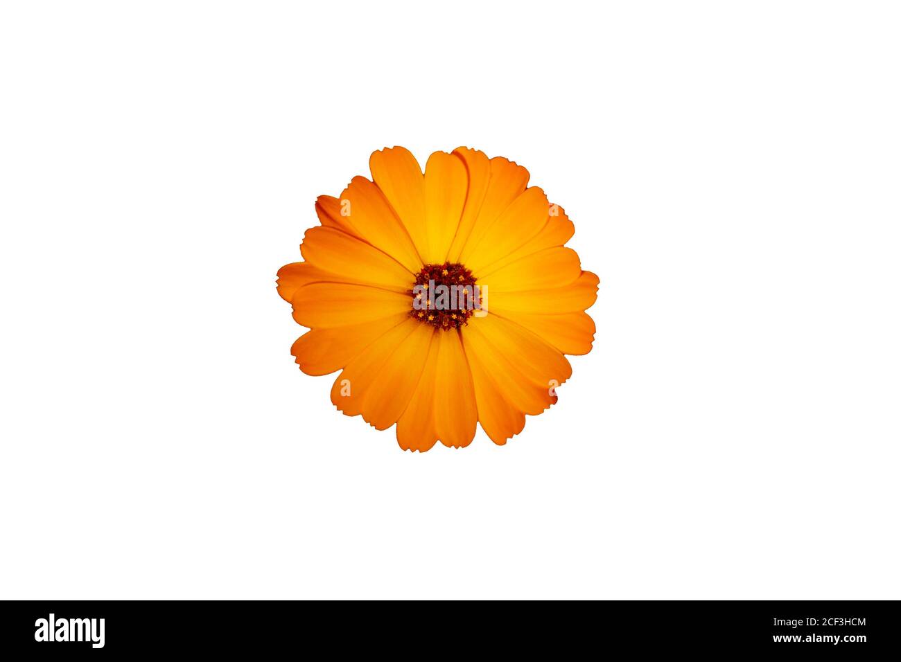 beautiful orange flower isolated on white background Stock Photo - Alamy