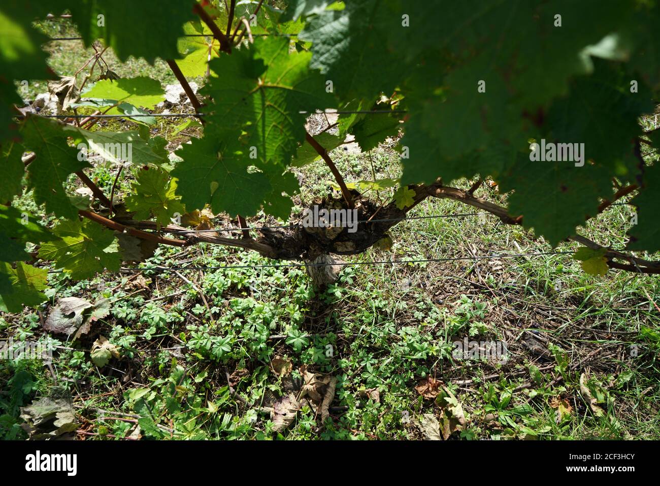 Top view shot grapevine hi-res stock photography and images - Alamy