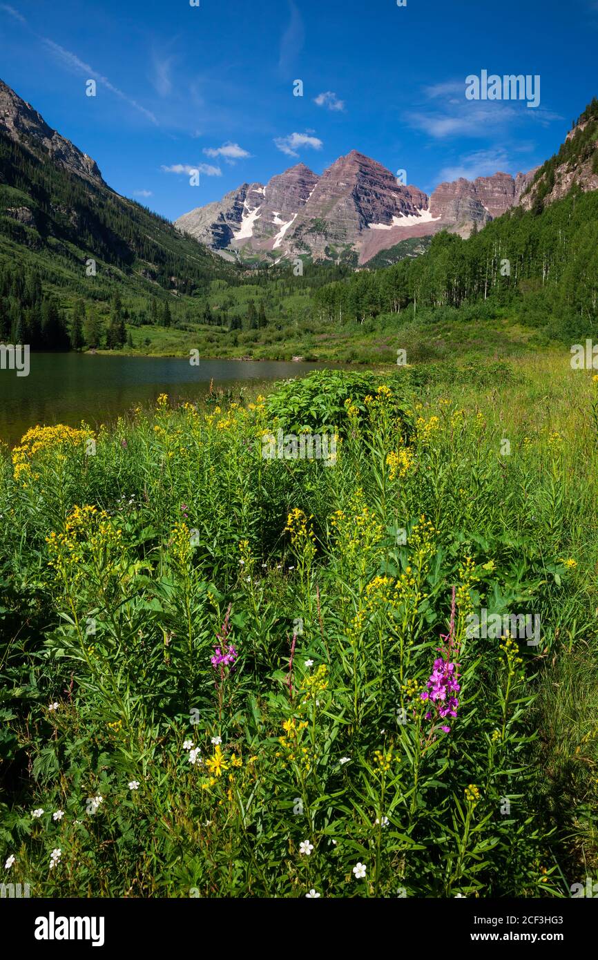 Summer wildflowers at Maroon Bells near Aspen, Maroon Bells-Snowmass ...