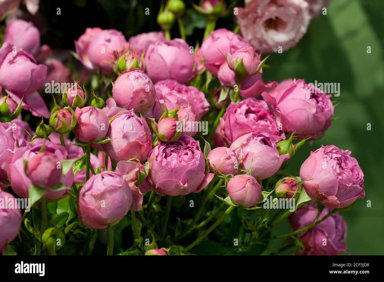 Beautiful pink pion-shaped rose. Bouquet Shrub roses Stock Photo - Alamy