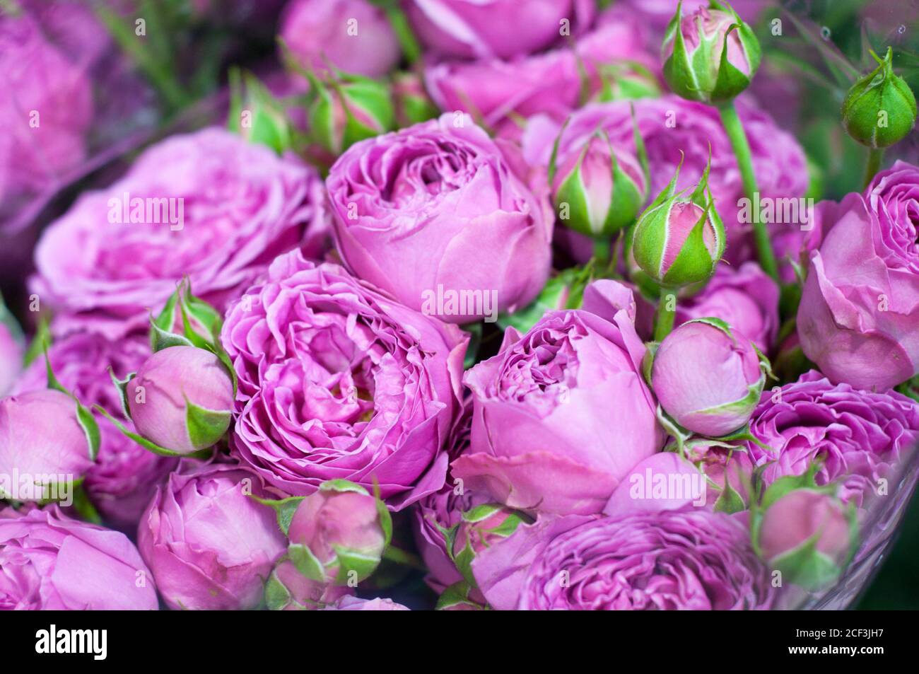 Beautiful pink pion-shaped rose. Bouquet Shrub roses Stock Photo - Alamy