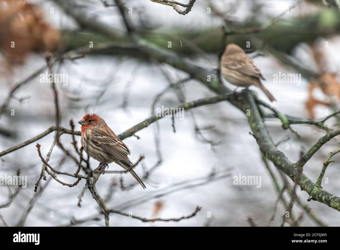 Female house finches hi-res stock photography and images - Alamy
