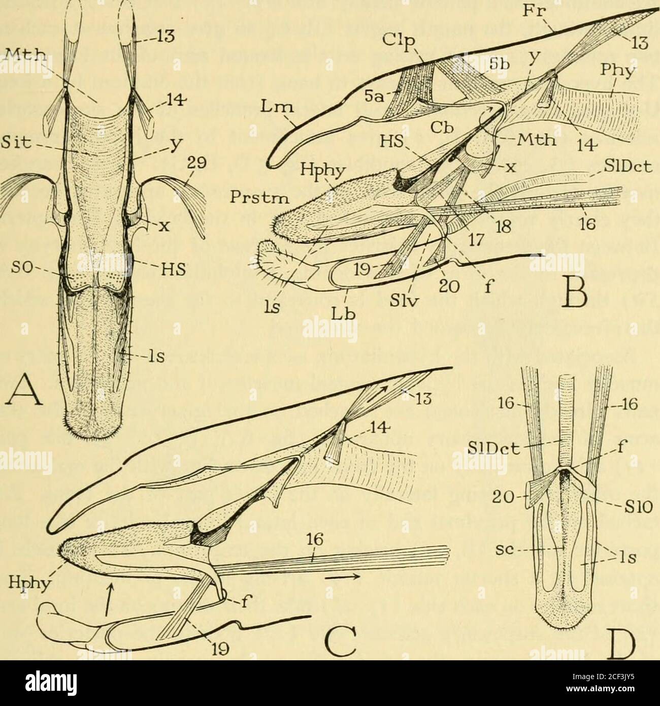 . Smithsonian miscellaneous collections. pharynx. The hypopharynx of ...