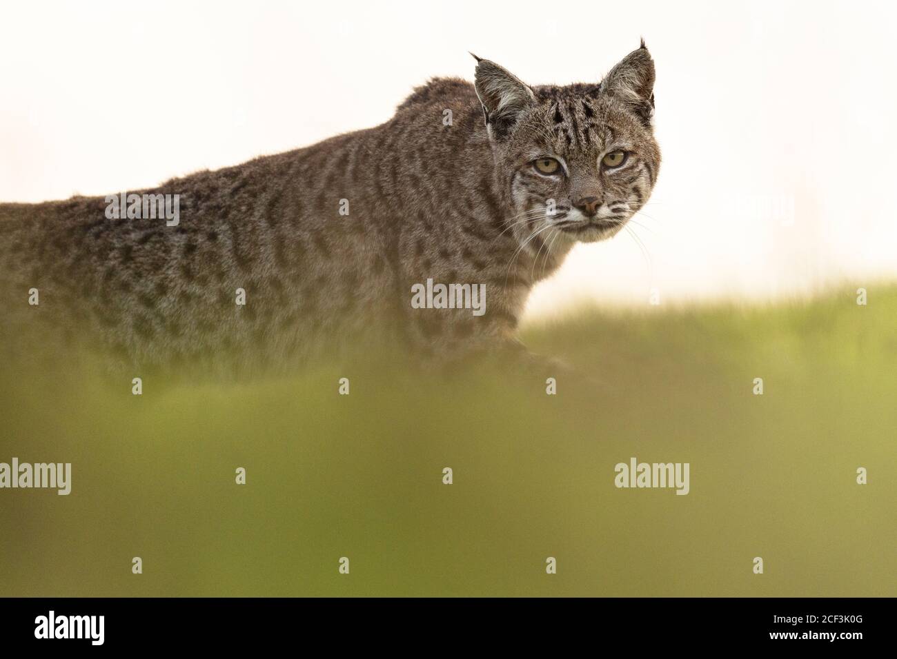 Bobcat on prowl Stock Photo - Alamy