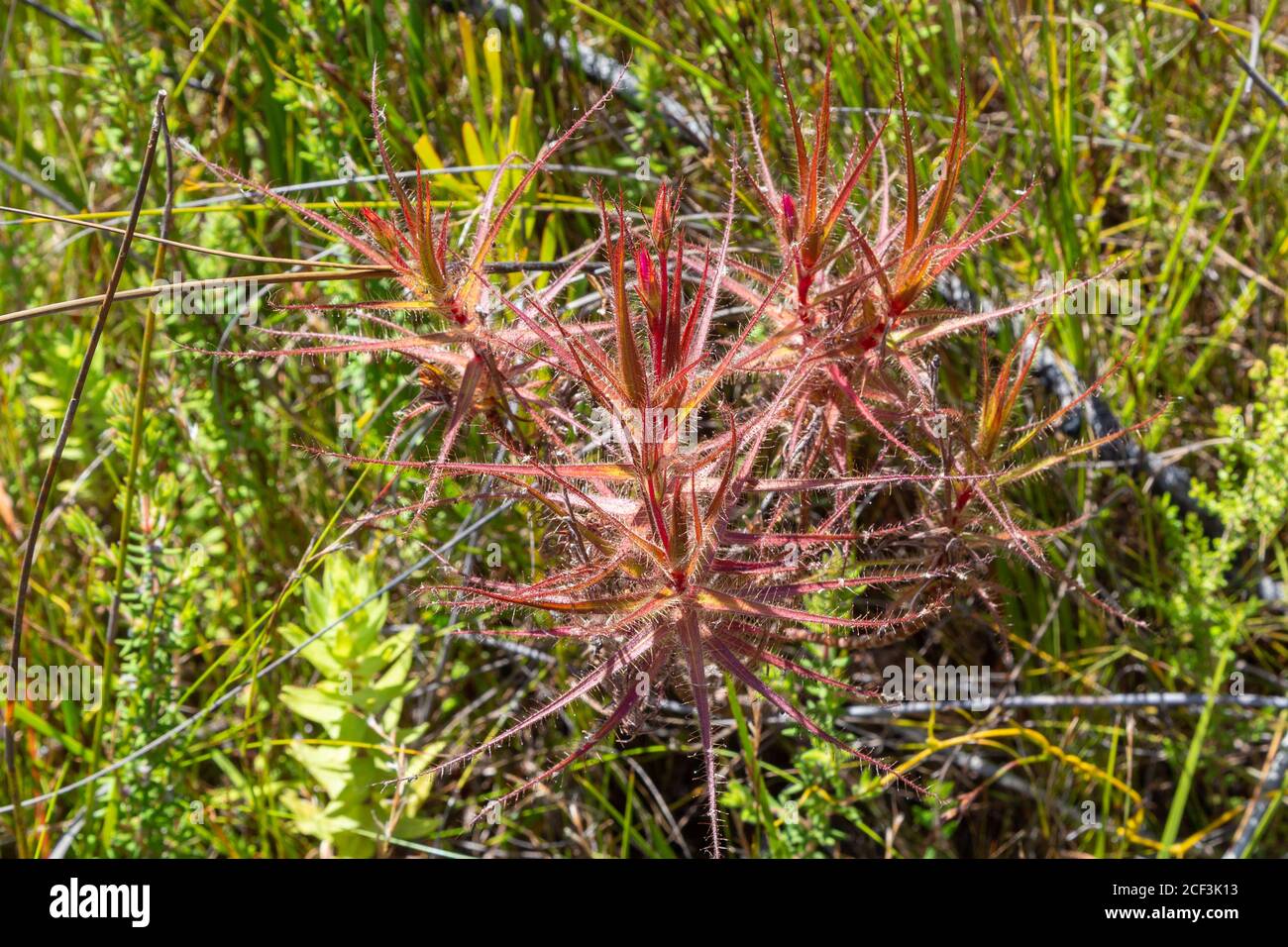 Roridula gorgonias in the mountains of Hermanus, Western Cape, South ...