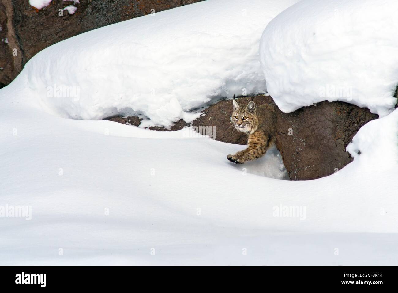 Bobcat behind rock Stock Photo - Alamy