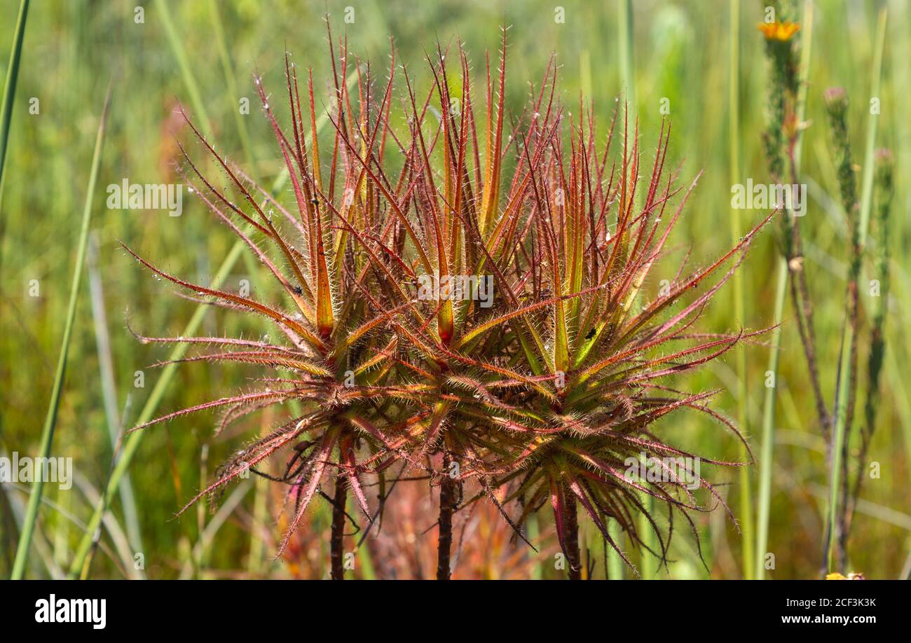 Roridula gorgonias in the mountains of Hermanus, Western Cape, South ...