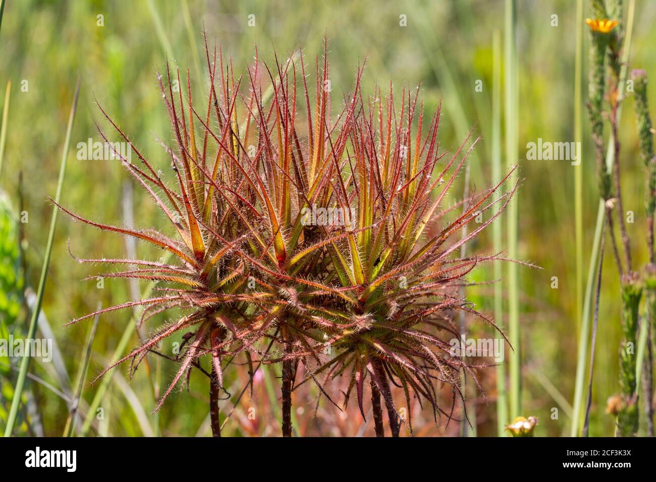 Roridula gorgonias in the mountains of Hermanus, Western Cape, South ...