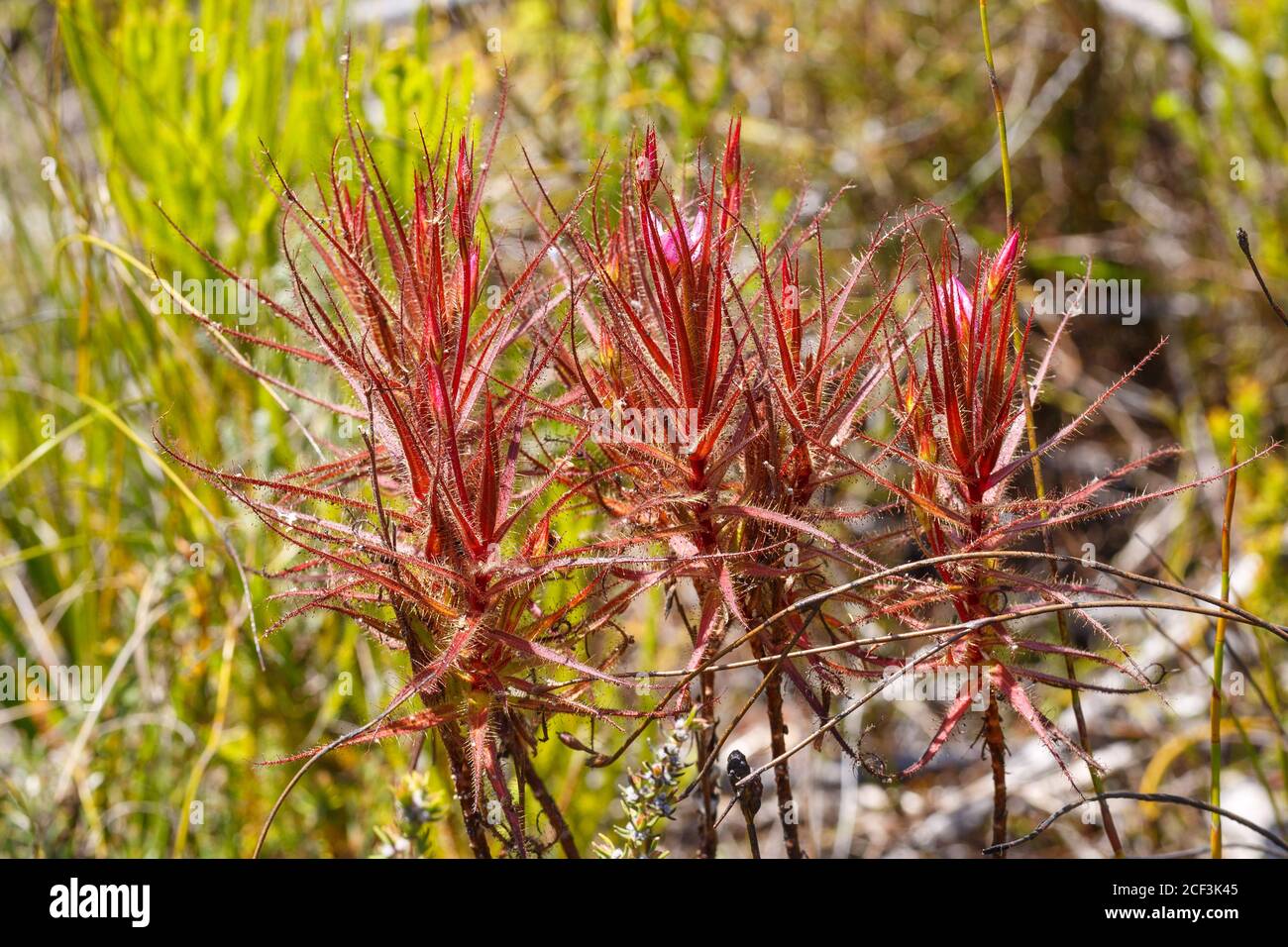 Roridula gorgonias in the mountains of Hermanus, Western Cape, South ...