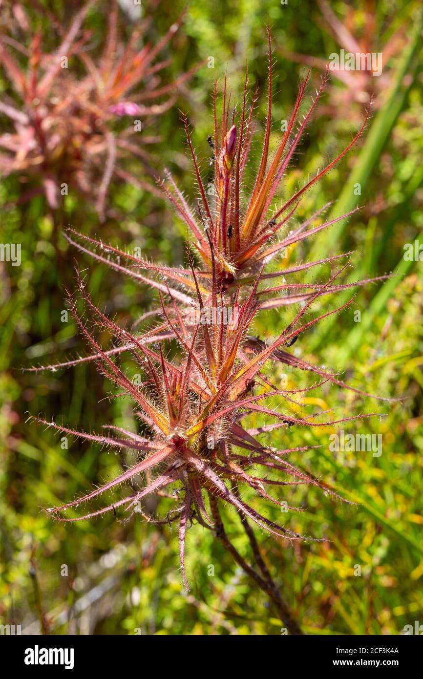 Roridula gorgonias in the mountains of Hermanus, Western Cape, South ...