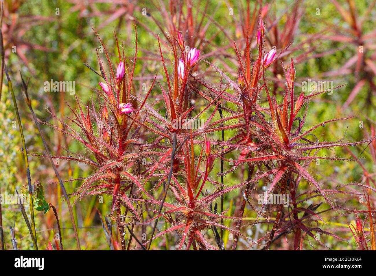 Roridula gorgonias in the mountains of Hermanus, Western Cape, South ...