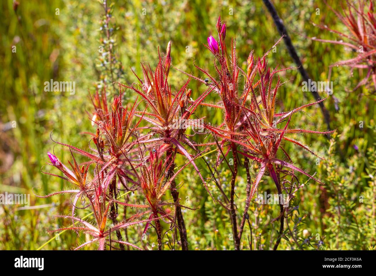 Roridula gorgonias in the mountains of Hermanus, Western Cape, South ...