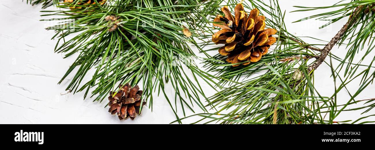 Christmas or New Year concept. Fresh pine branches and pine cones ...