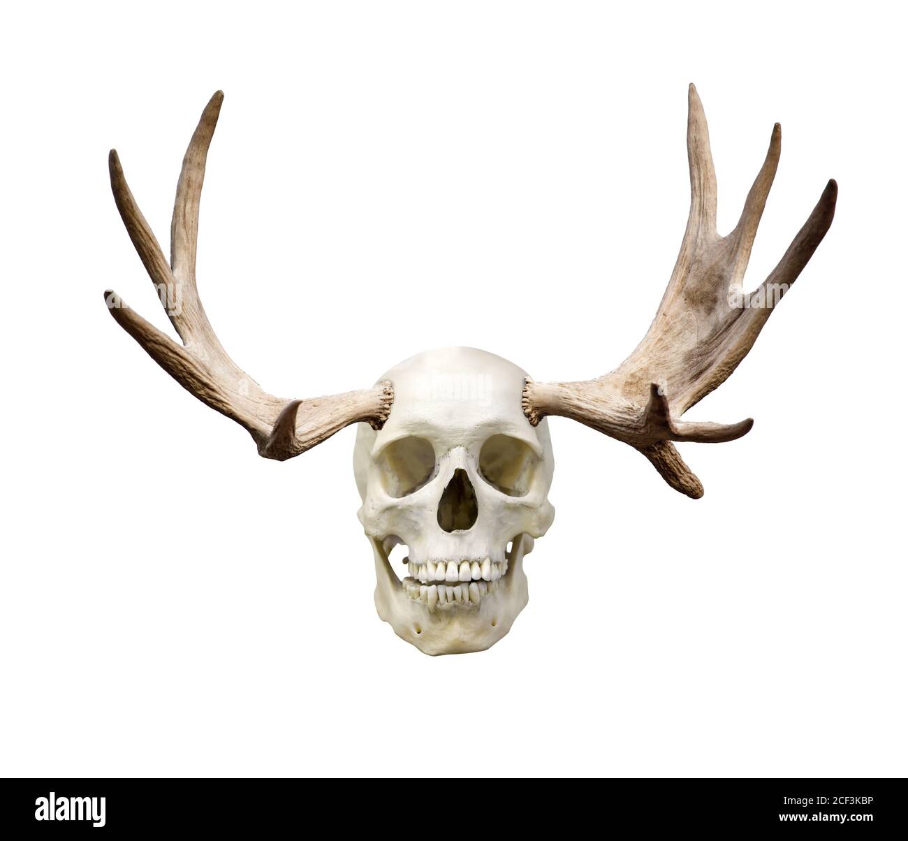 natural white human skull face. isolated on white background Stock ...