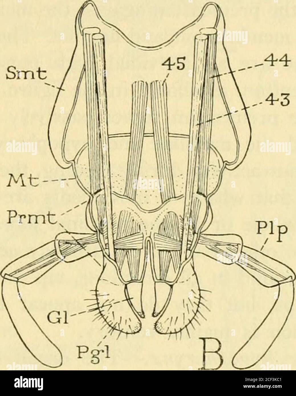 . Smithsonian miscellaneous collections. tor. Fig. 5.—The labrum and ...
