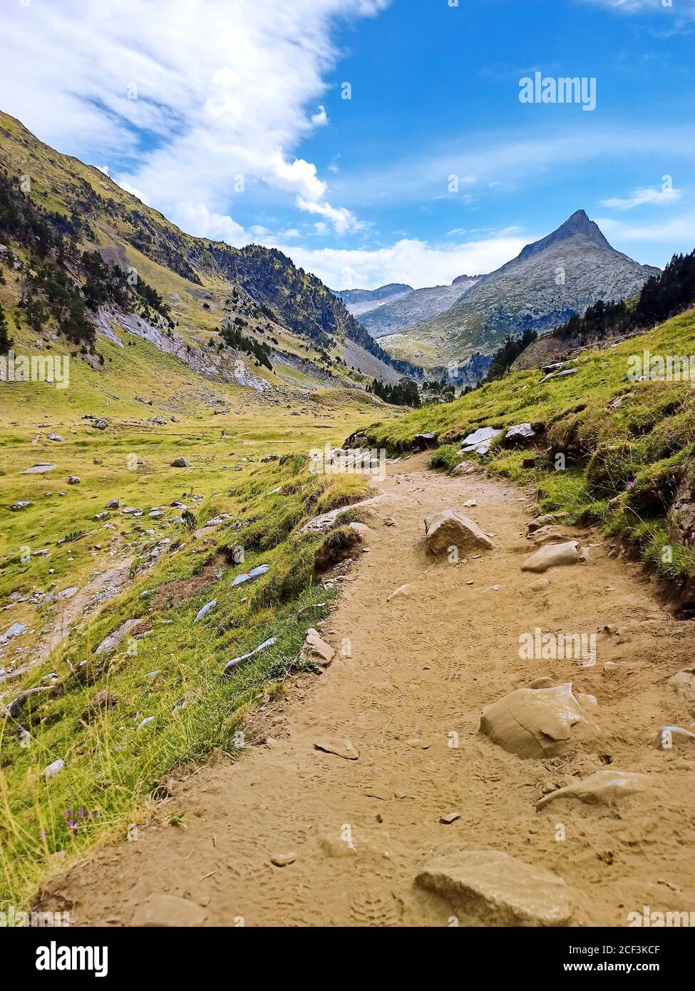 Explore forest hi-res stock photography and images - Alamy