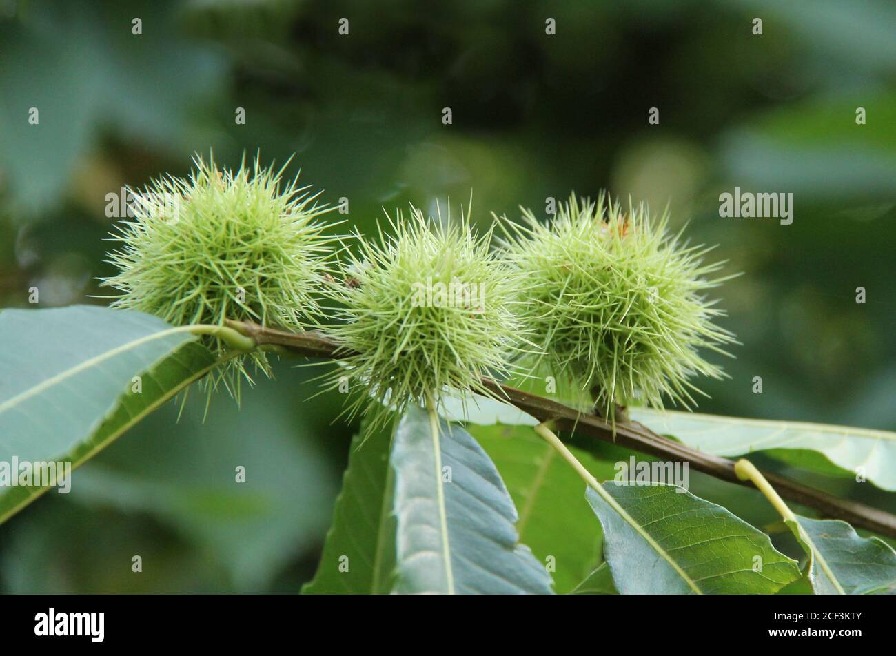 Conker tree hi-res stock photography and images - Alamy