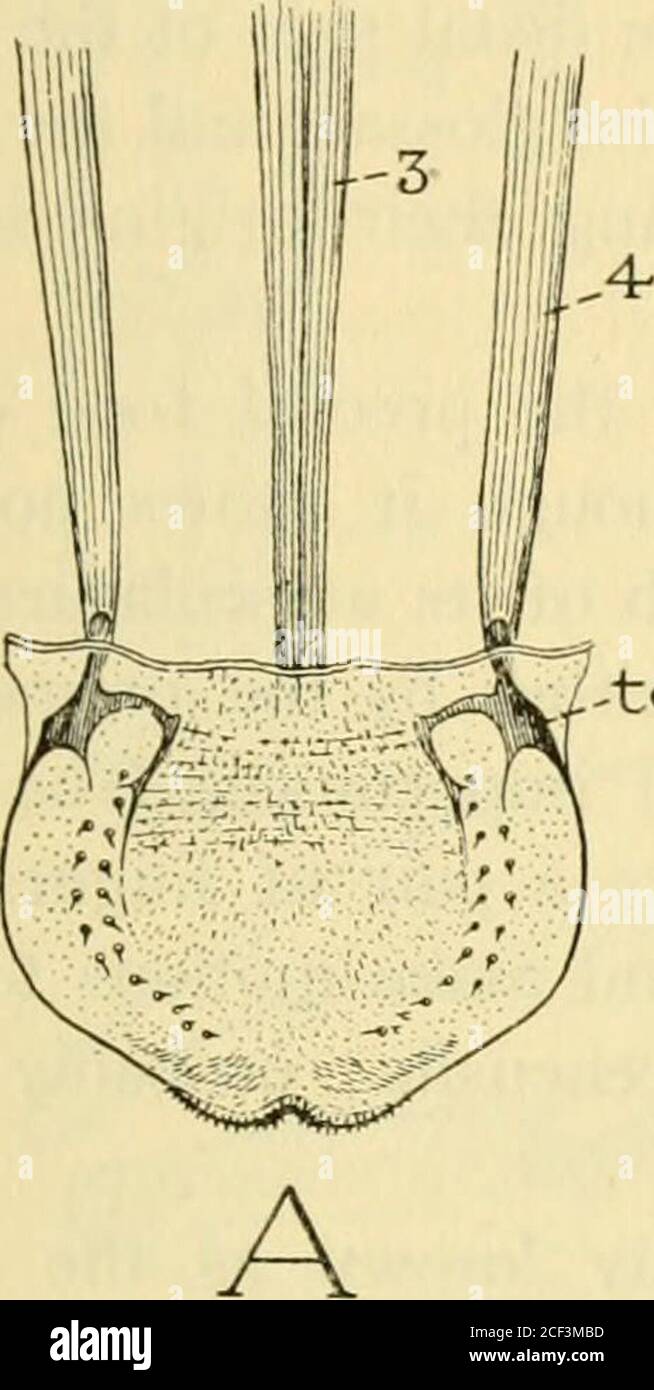 Maxillary galea hi-res stock photography and images - Alamy