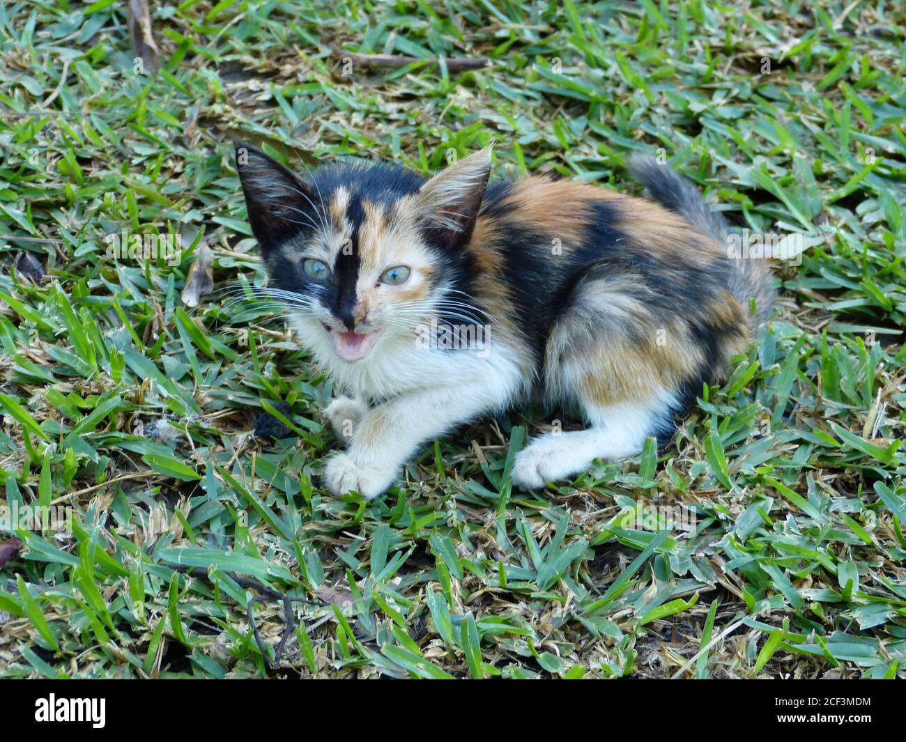 Cute pussycat hi-res stock photography and images - Alamy