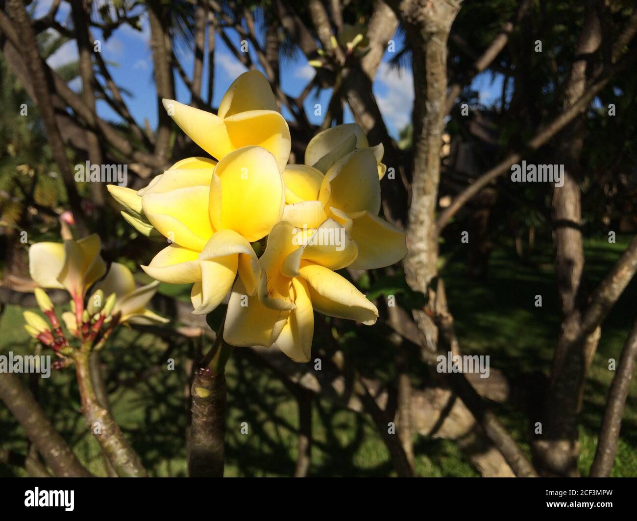 Yellow flowers of plumeria in exotic garden.Tropical flora of Mauritius ...