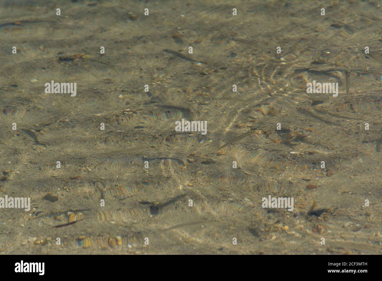 Fish swimming in shallow water hi-res stock photography and images - Alamy