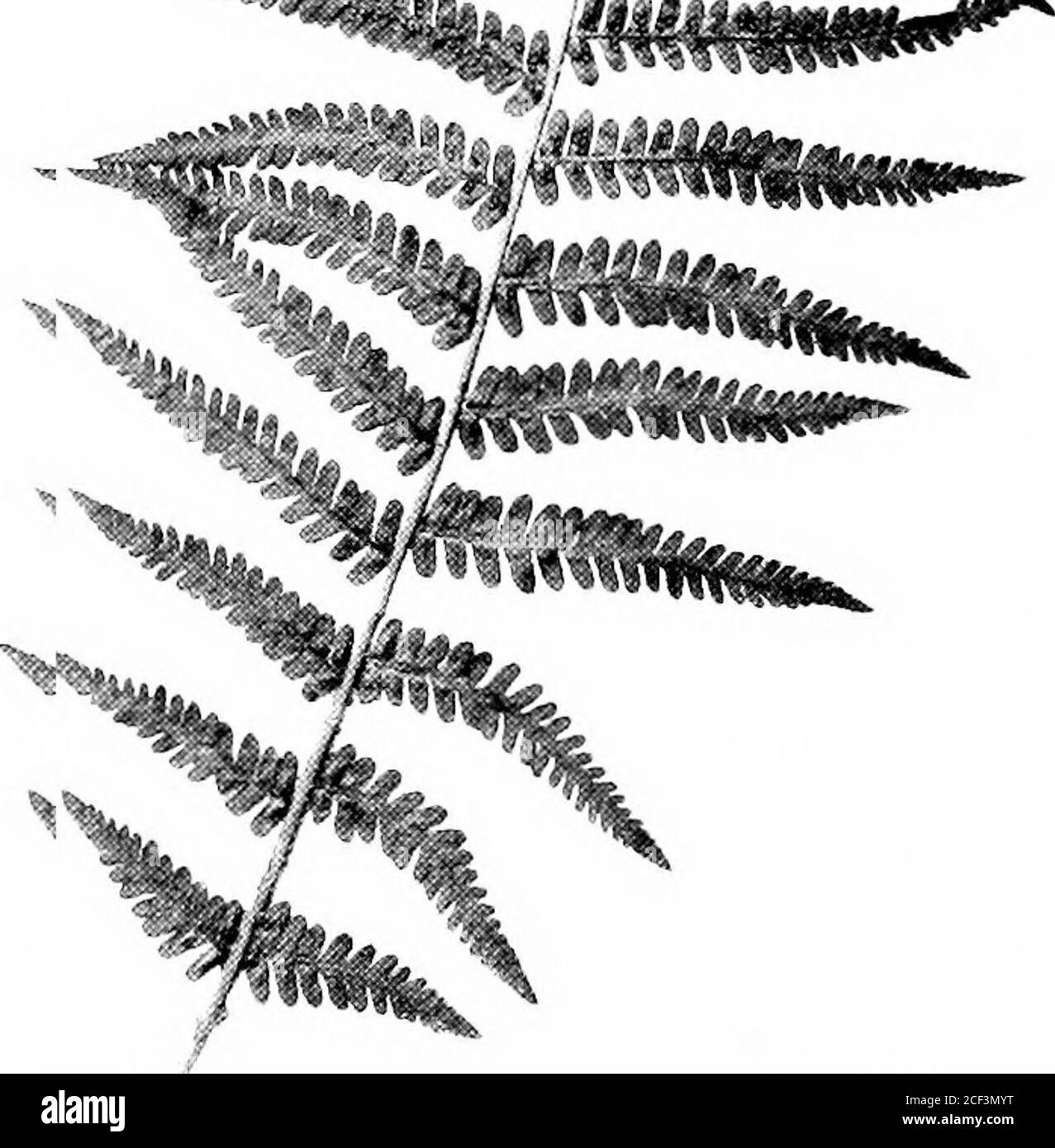 . The fern lover's companion; a guide for the Northeastern States and ...