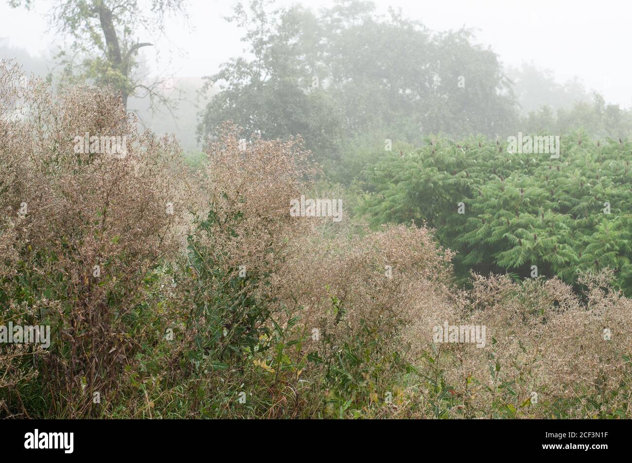 a sloped meadow on a misty morning in late summer with wilted plants of ...
