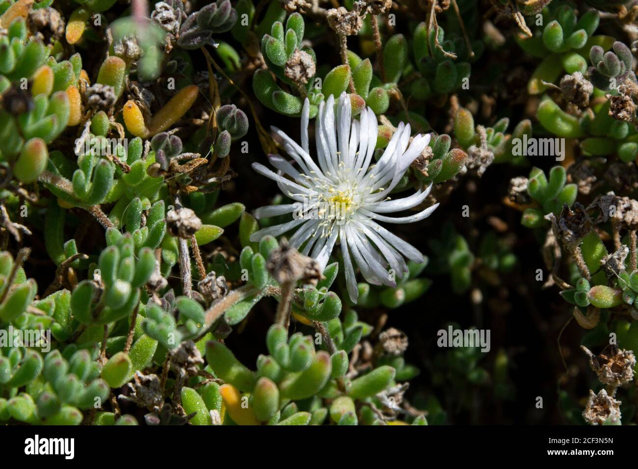 The flower of a common ice plant (Mesembryanthemum crystallinum Stock ...