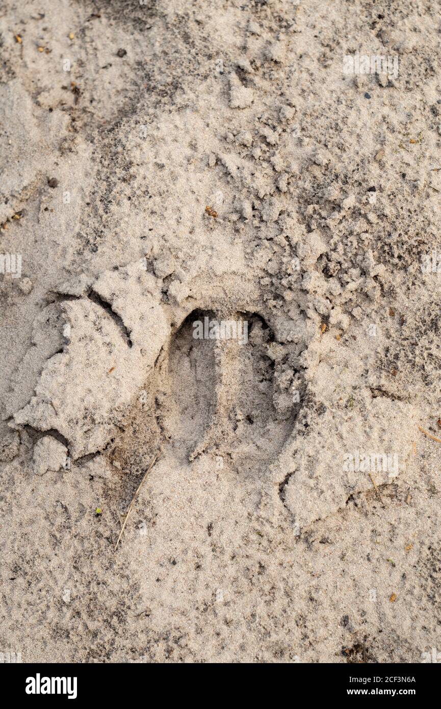Pig footprint hi-res stock photography and images - Alamy