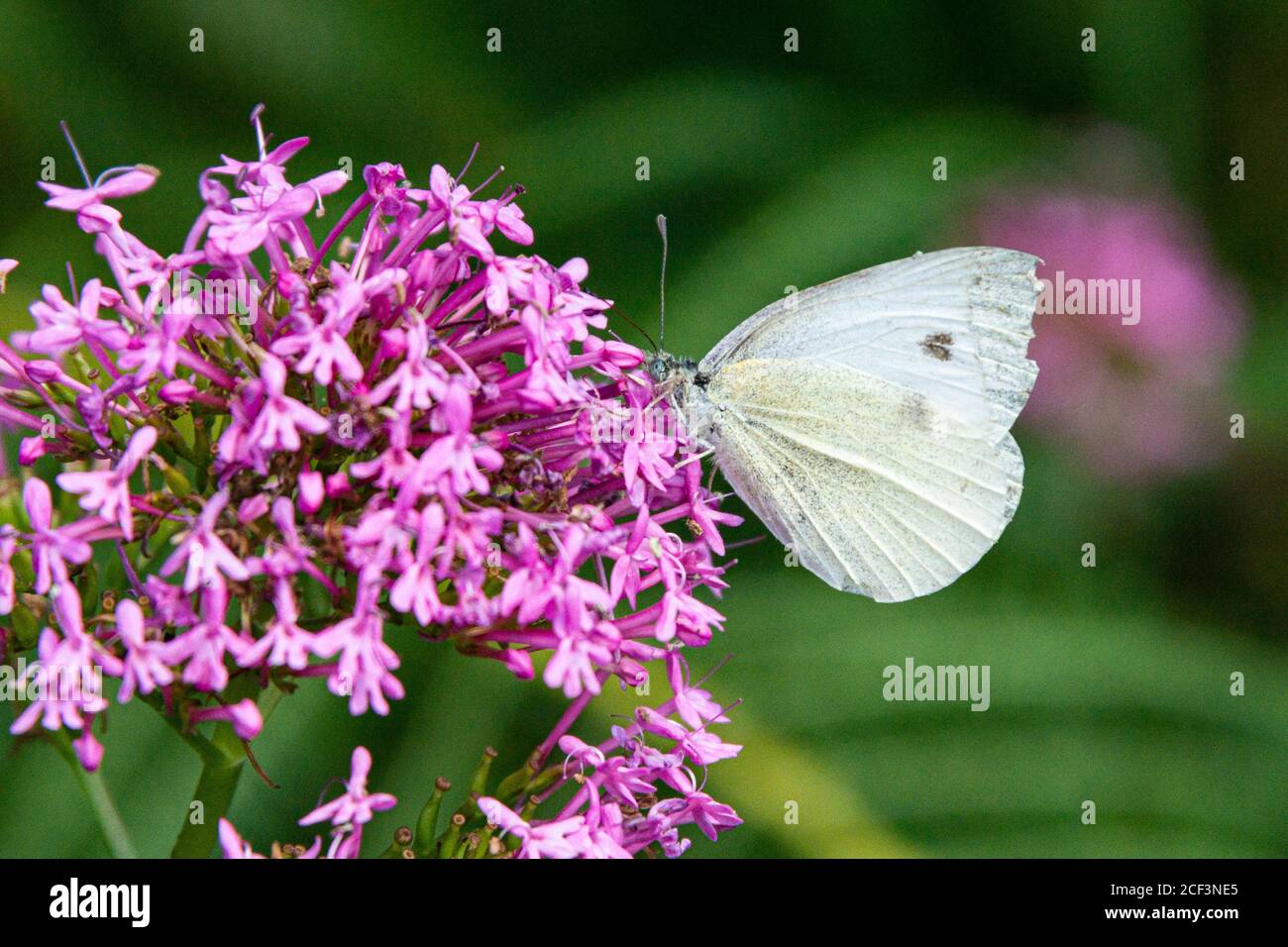 Pretty betsy hi-res stock photography and images - Alamy