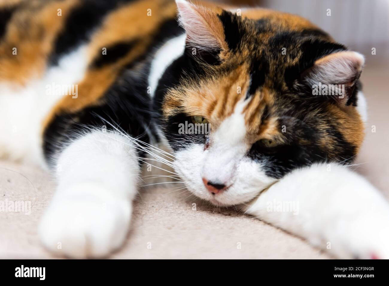 Macro closeup of cute sad depressed sleepy calico cat with open eyes ...
