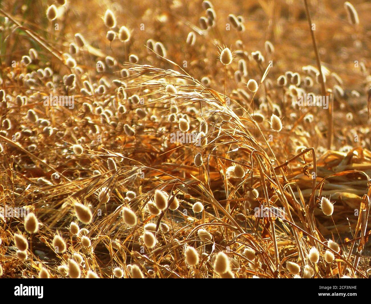 Lagurus ovatus stems.Yellow grass in the field. Mediterranean native is ...