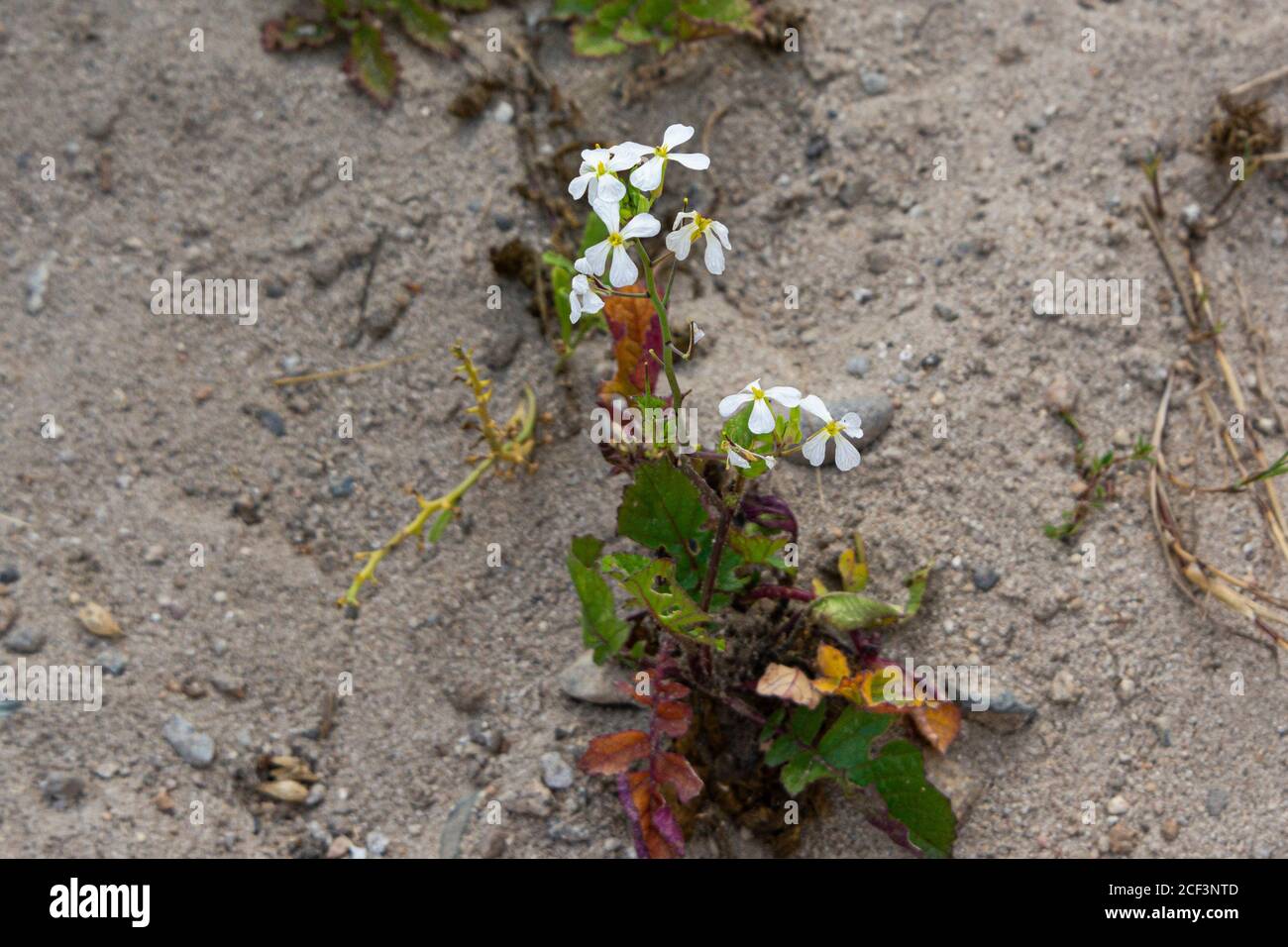 Wild radish (Raphanus raphanistrum Stock Photo - Alamy