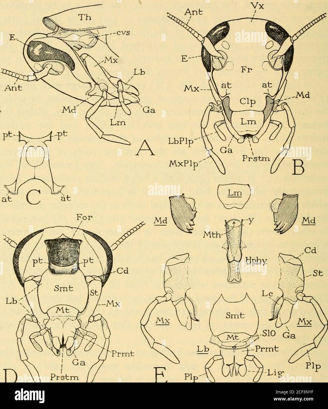 . Smithsonian miscellaneous collections. known as the mouth parts ...