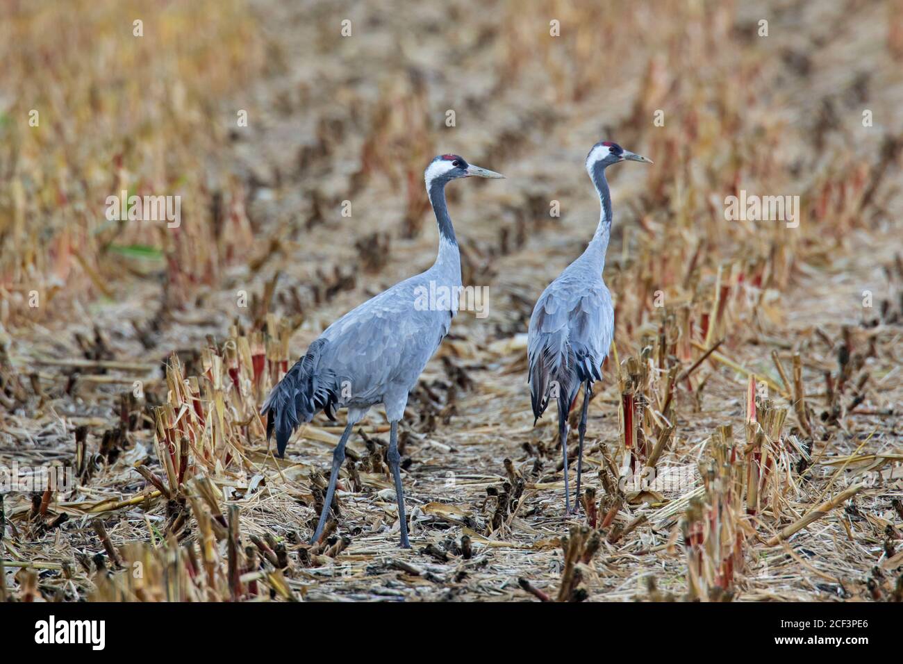 Two common cranes / Eurasian crane (Grus grus) pair foraging on stubble ...