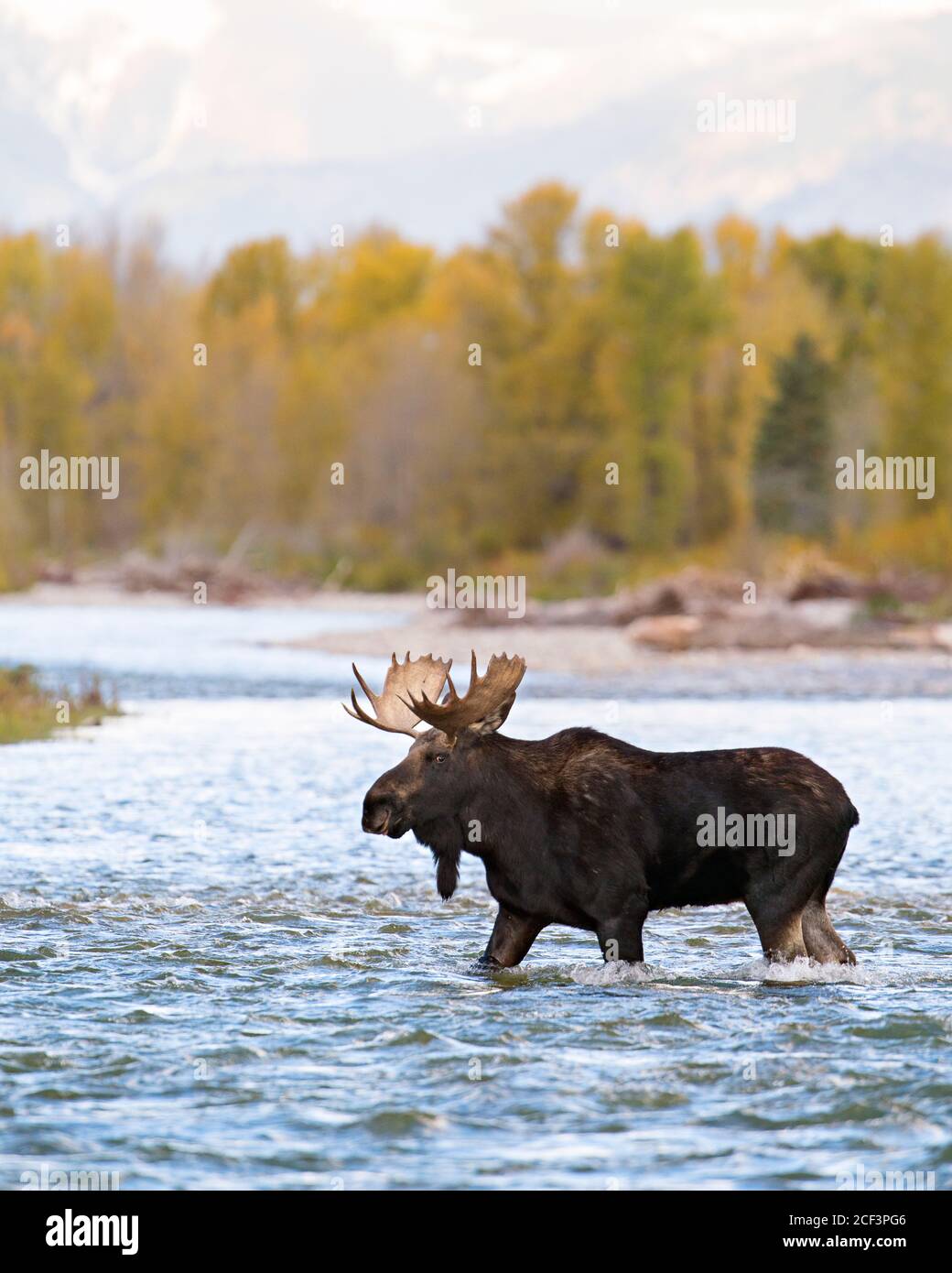 Moose crossing river hi-res stock photography and images - Alamy