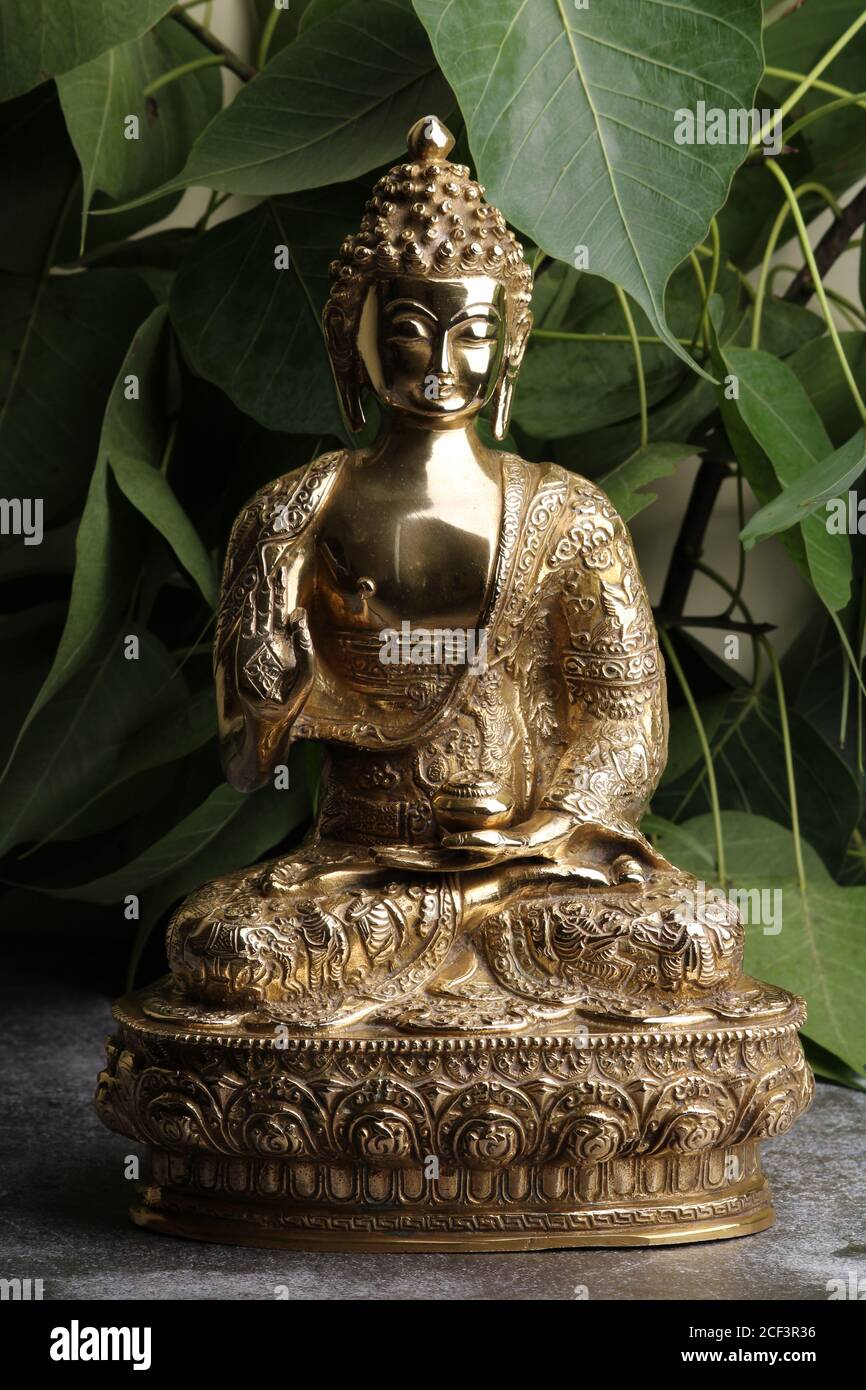 Buddha Pipal Tree High Resolution Stock Photography and Images - Alamy