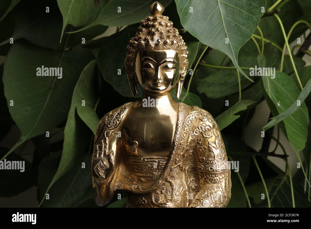 Buddha Pipal Tree High Resolution Stock Photography and Images - Alamy