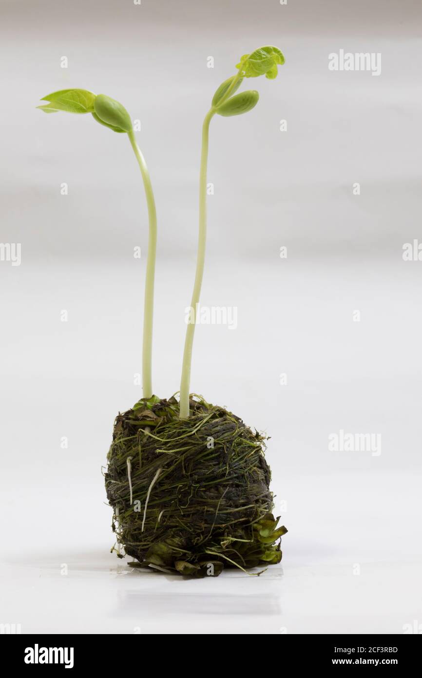 Seedling beans on white background Stock Photo - Alamy