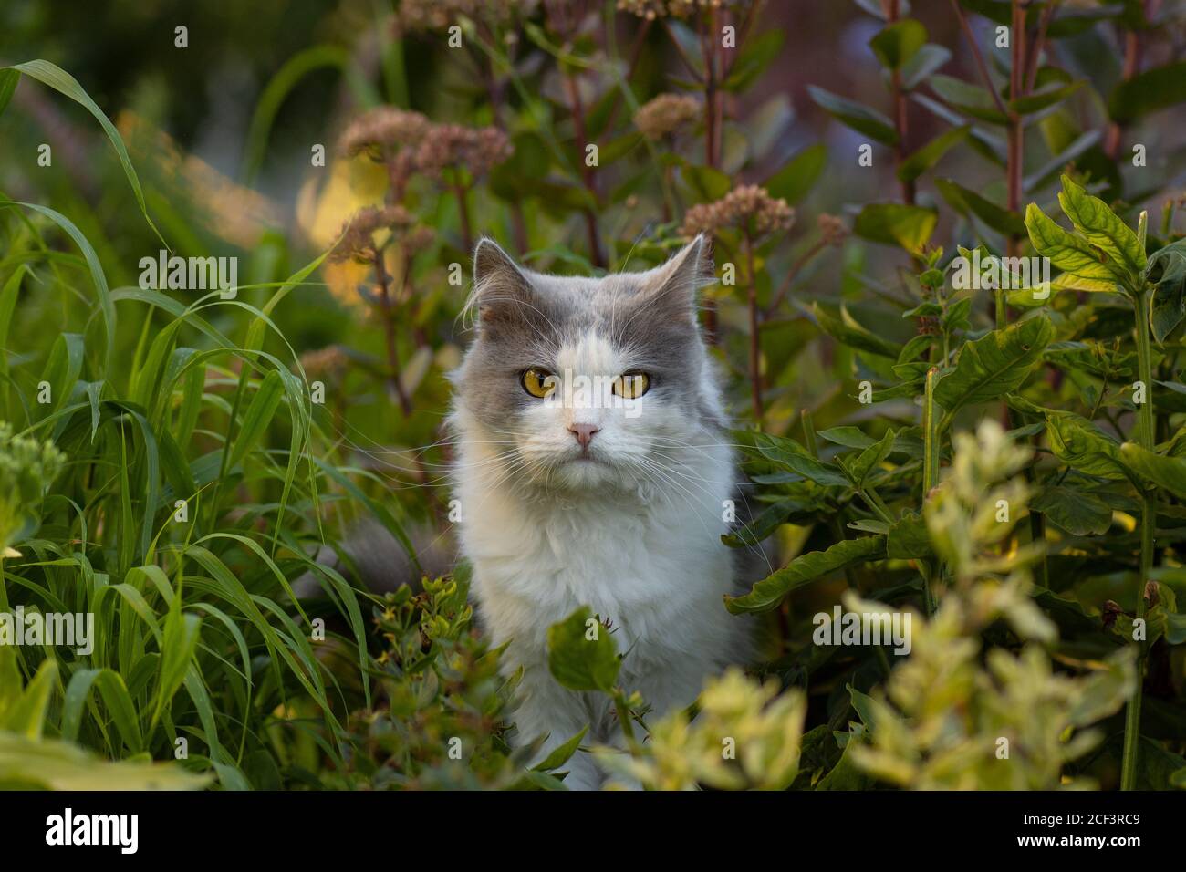 Outdoor portrait of cat playing with flowers in a garden. Lives in ...