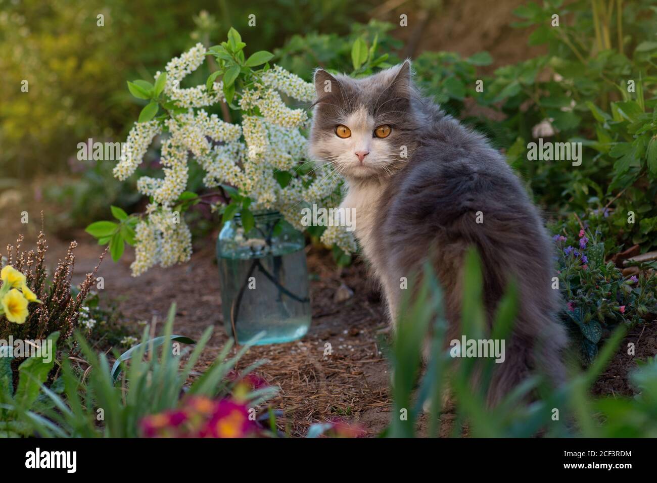 Attractive cat relaxing outside in garden. Cheerful cat between flowers ...