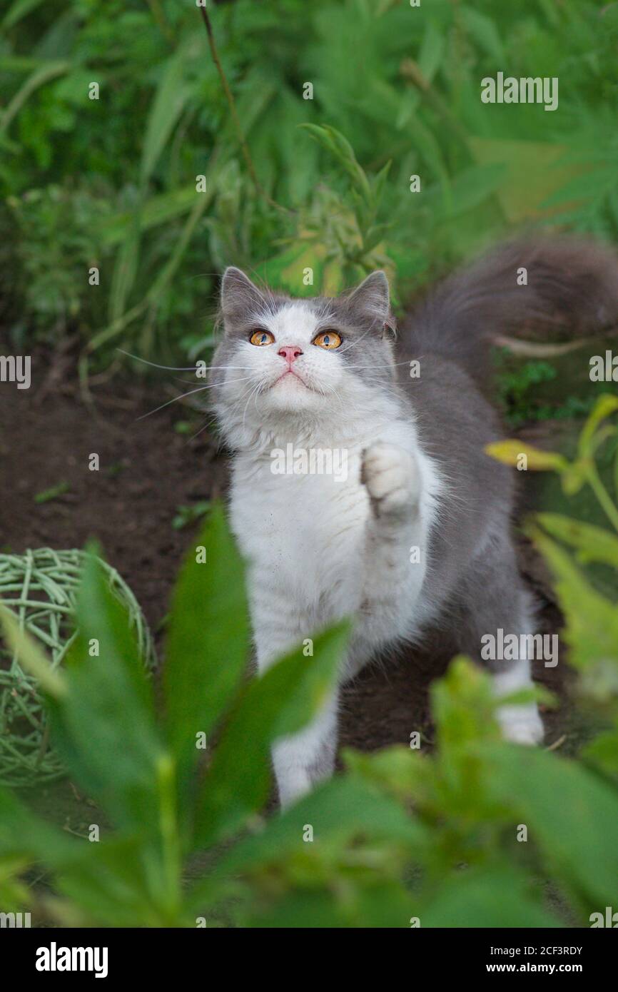 Attractive cat relaxing outside in garden. Cheerful cat between flowers ...